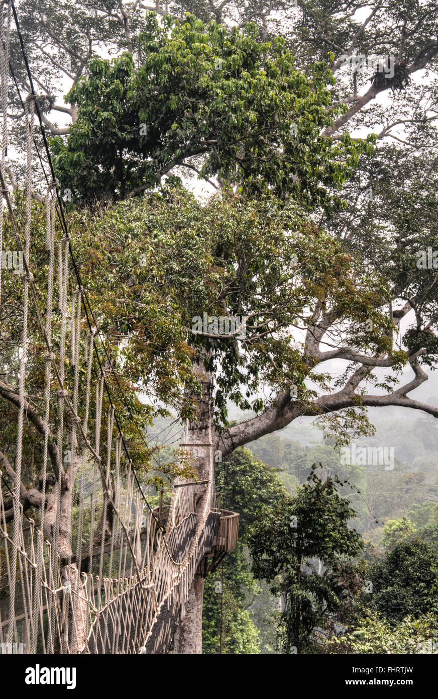 The hanging bridges for the canopy walk in Kakum national park, near ...