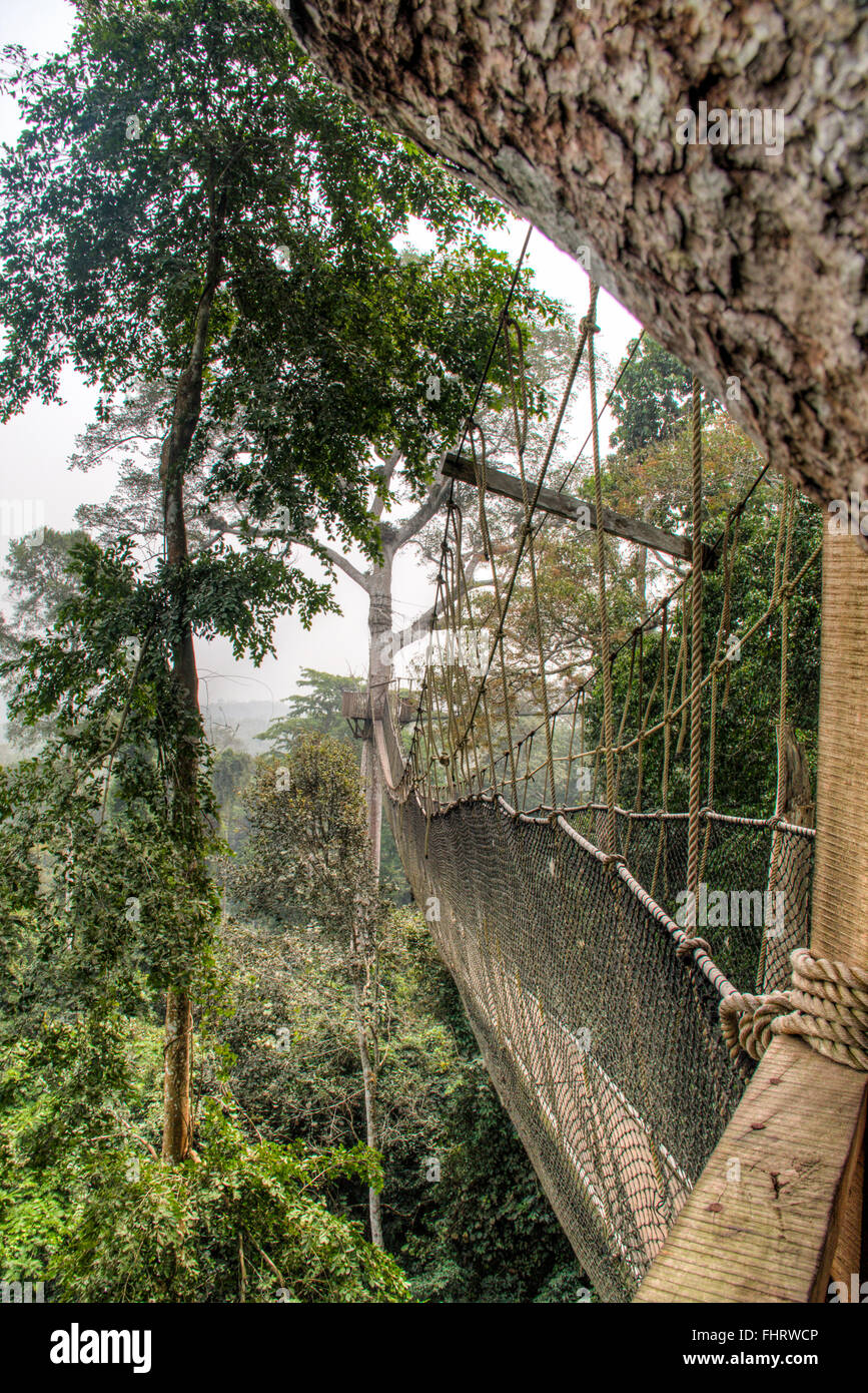 The hanging bridges for the canopy walk in Kakum national park, near ...