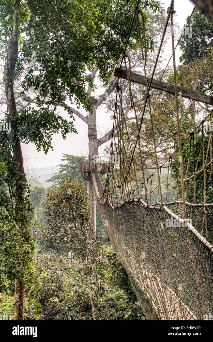 Aerial rainforest canopy walkway hi-res stock photography and images ...