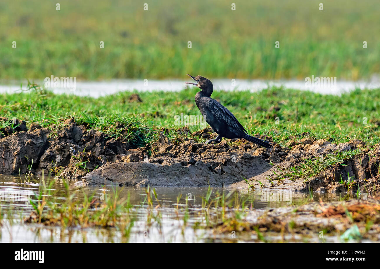 Bird, Cormorant, Little Cormorant, Microcarbo niger, by water edge ...
