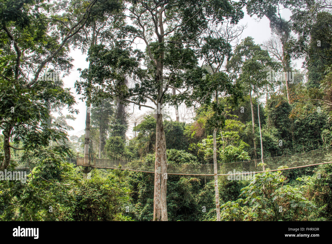 The hanging bridges for the canopy walk in Kakum national park, near ...