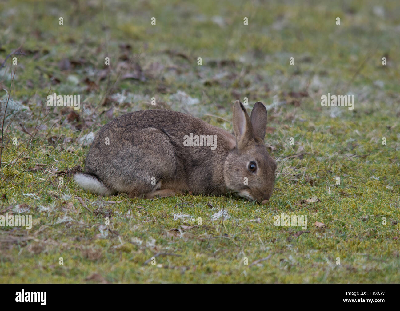 Rabbits grazing uk hi-res stock photography and images - Alamy
