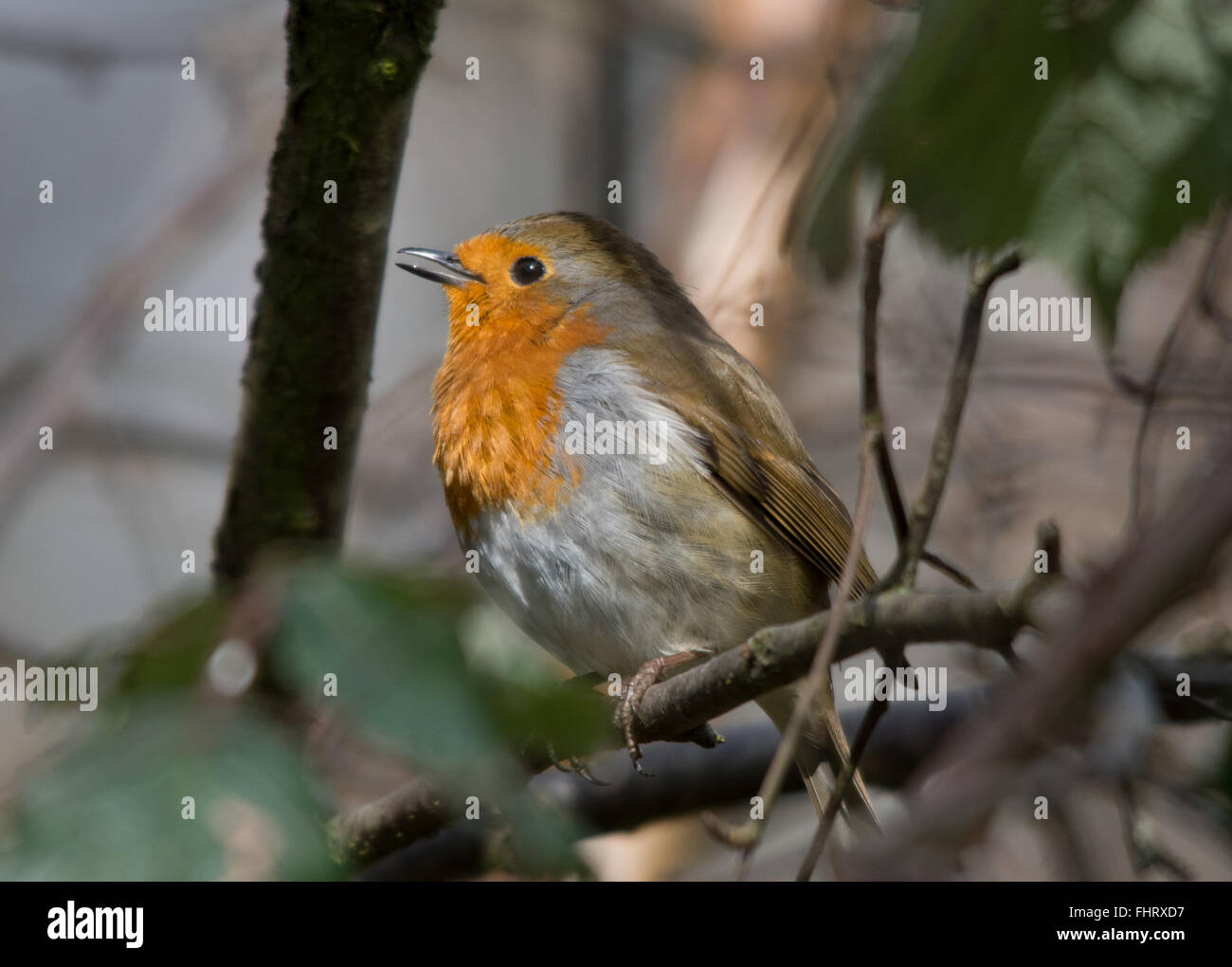 Erithacus rubecula bird birds hi-res stock photography and images - Alamy