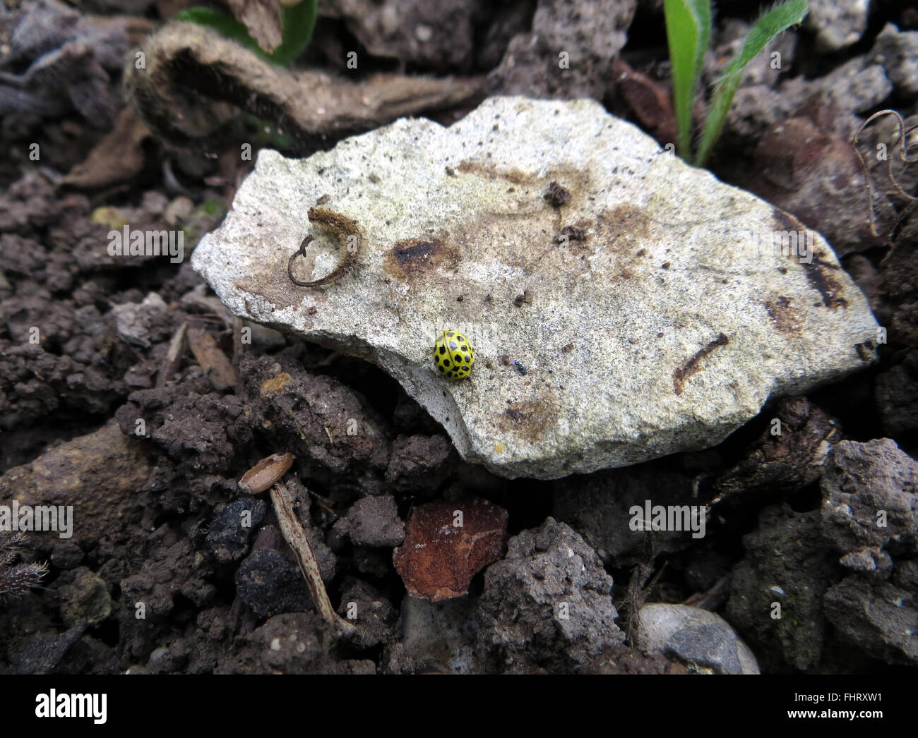 Chalk soil hi-res stock photography and images - Alamy