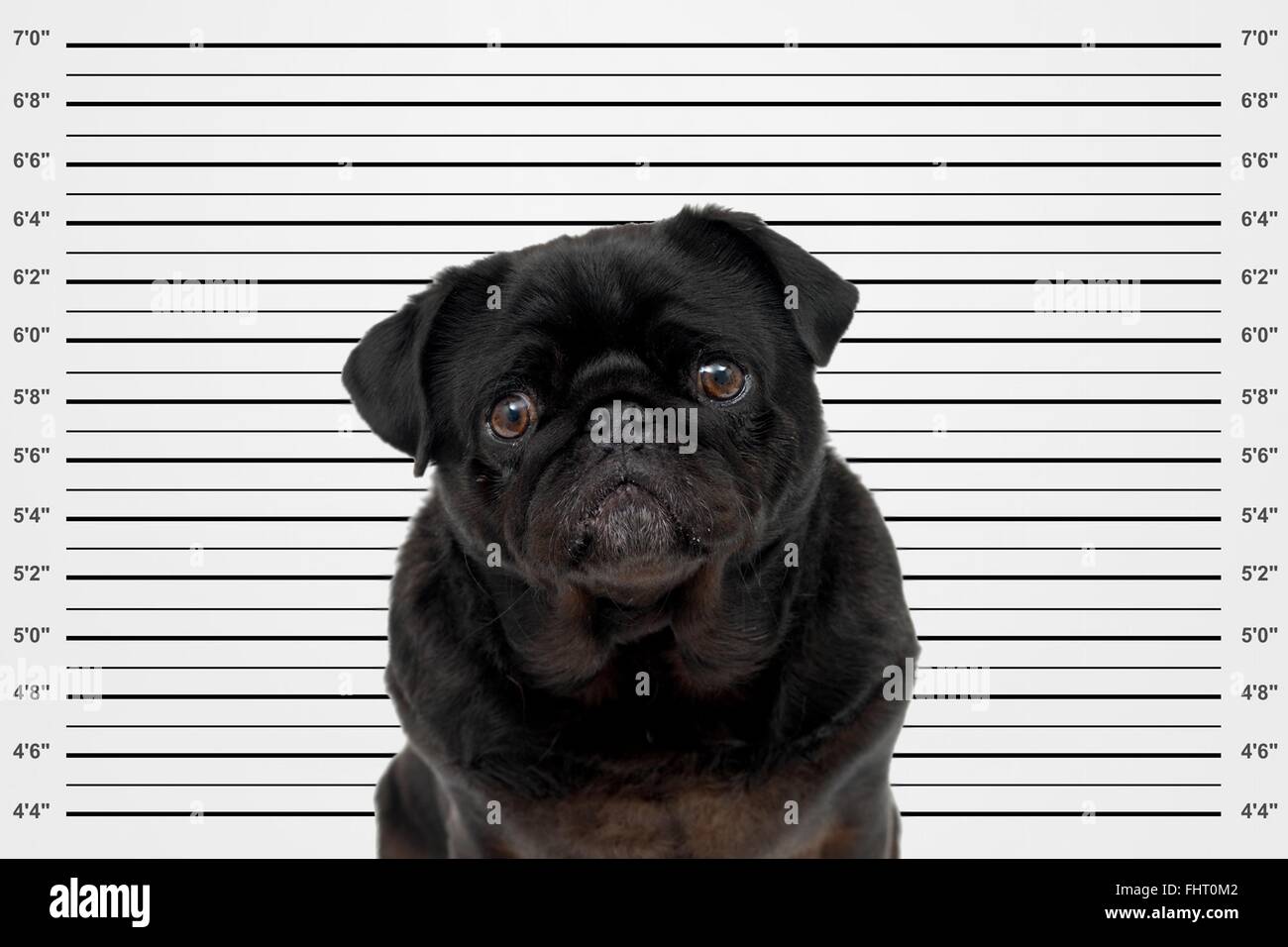 Dog Mug Shot High Resolution Stock Photography and Images - Alamy