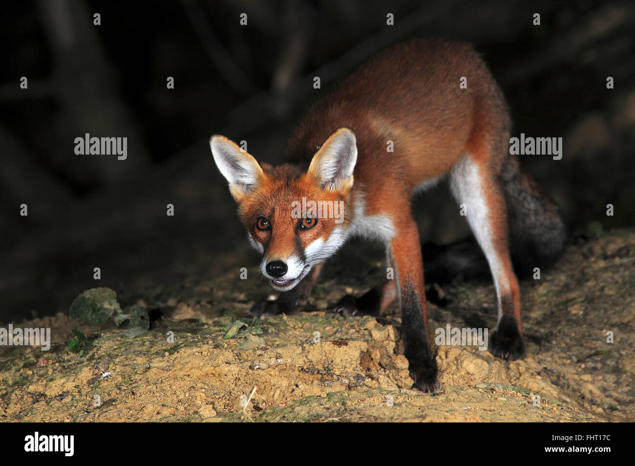Dark Red Fox High Resolution Stock Photography and Images - Alamy