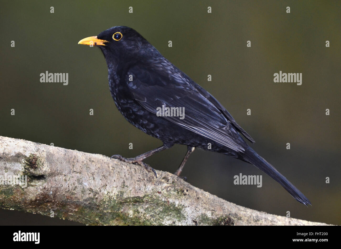 blackbird turdus merula Stock Photo - Alamy