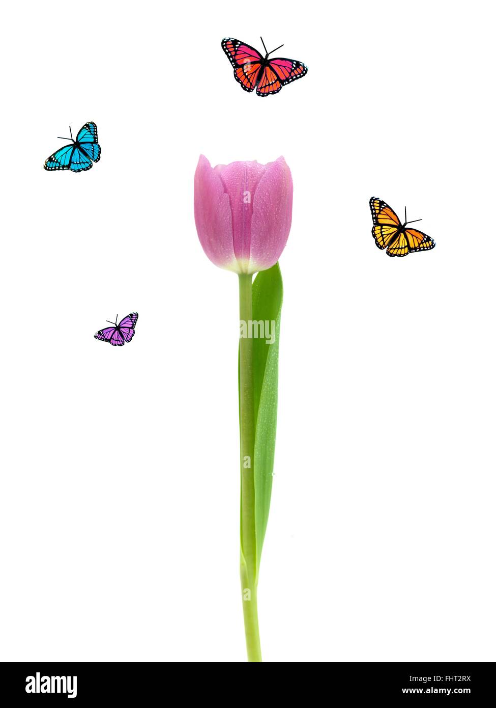 A tulip with butterflies isolated on white Stock Photo - Alamy