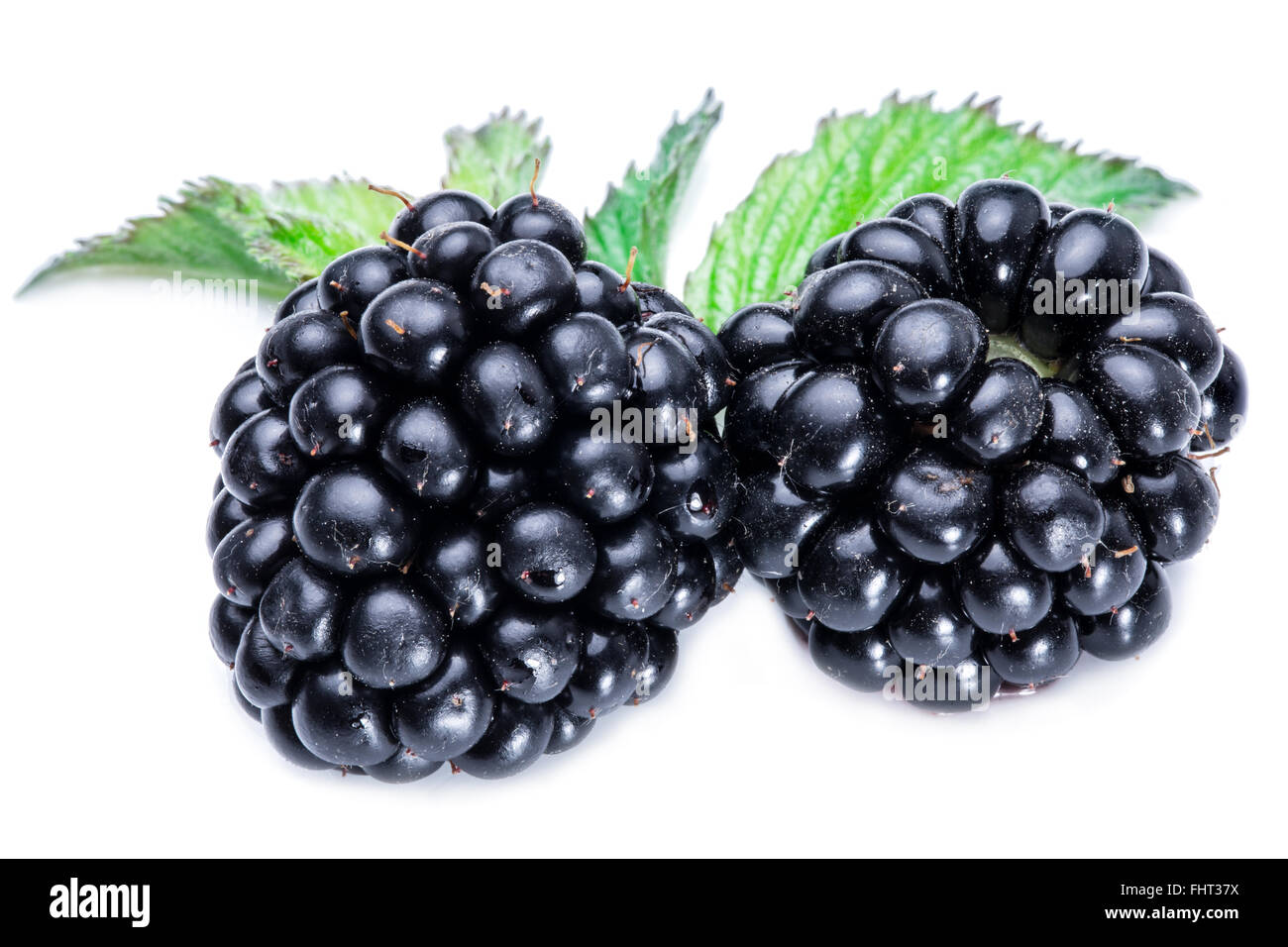 Two blackberries on the white background Stock Photo - Alamy