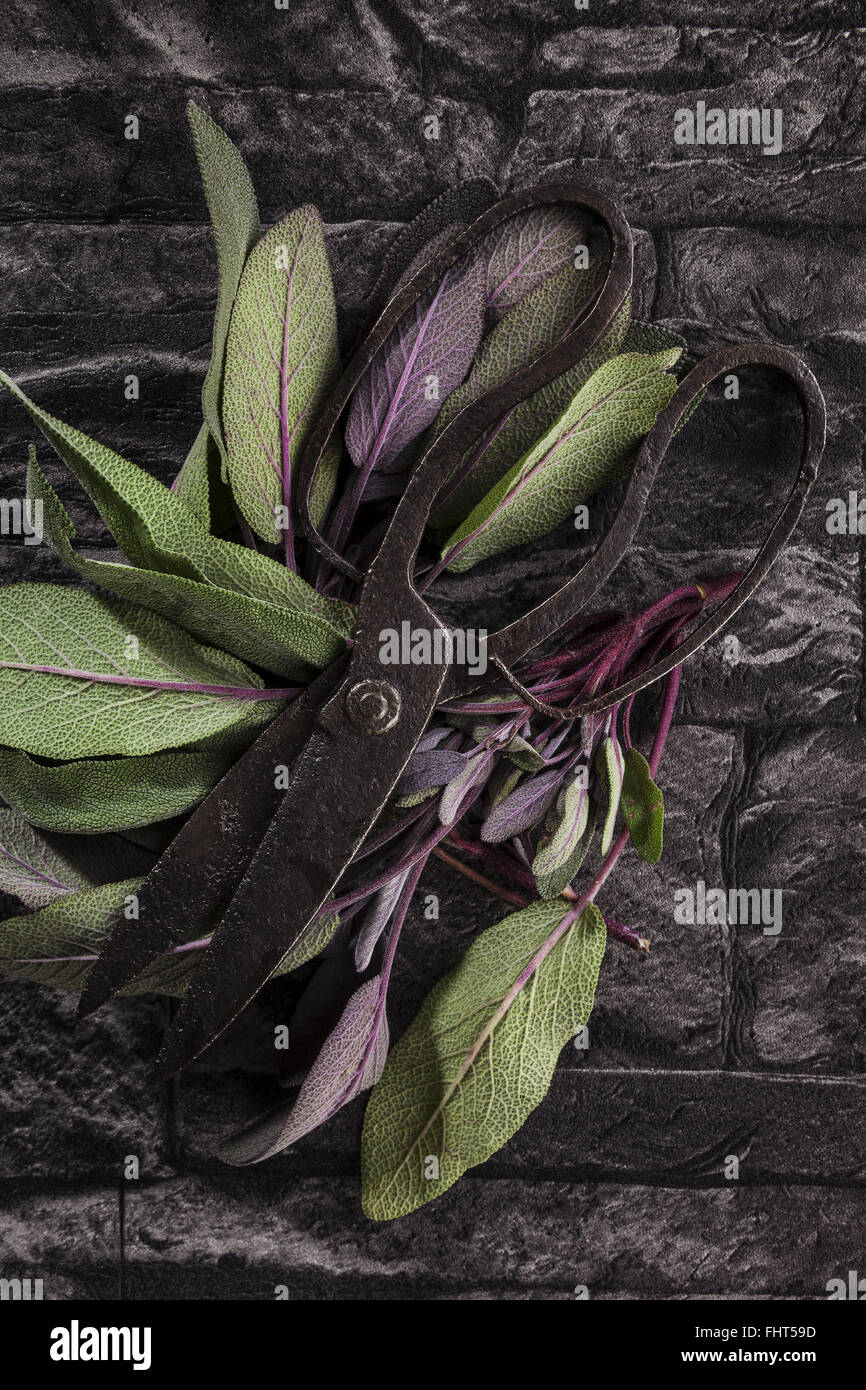 Culinary sage. Aromatic cooking herbs Stock Photo - Alamy