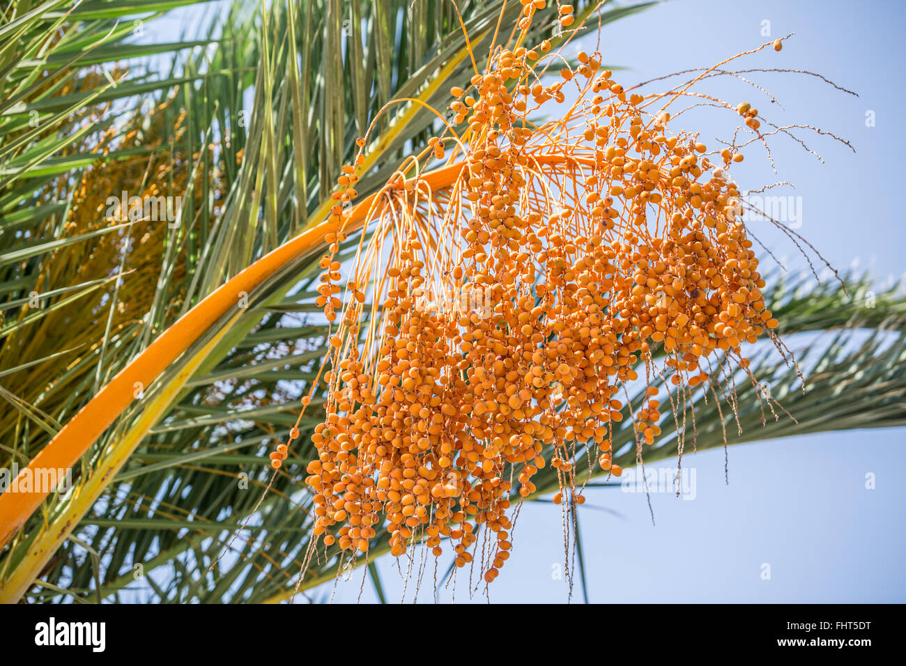 Date harvest hi-res stock photography and images - Alamy
