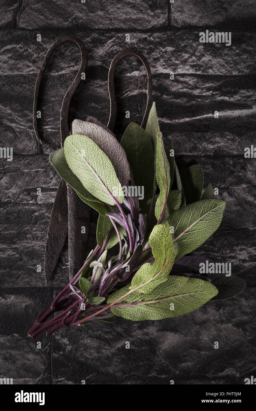 Sage leaves. Culinary aromatic herbs Stock Photo - Alamy