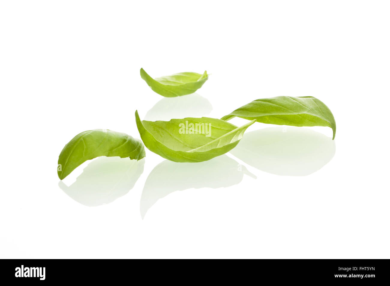 Fresh basil leaves Stock Photo - Alamy