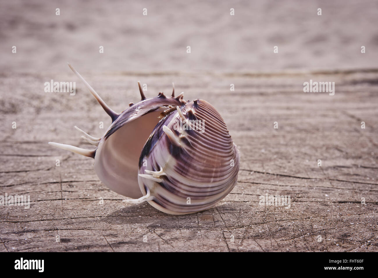 Beautiful seashell hi-res stock photography and images - Alamy