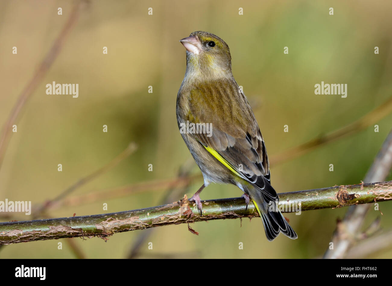 Greenfinch in habitat hi-res stock photography and images - Alamy