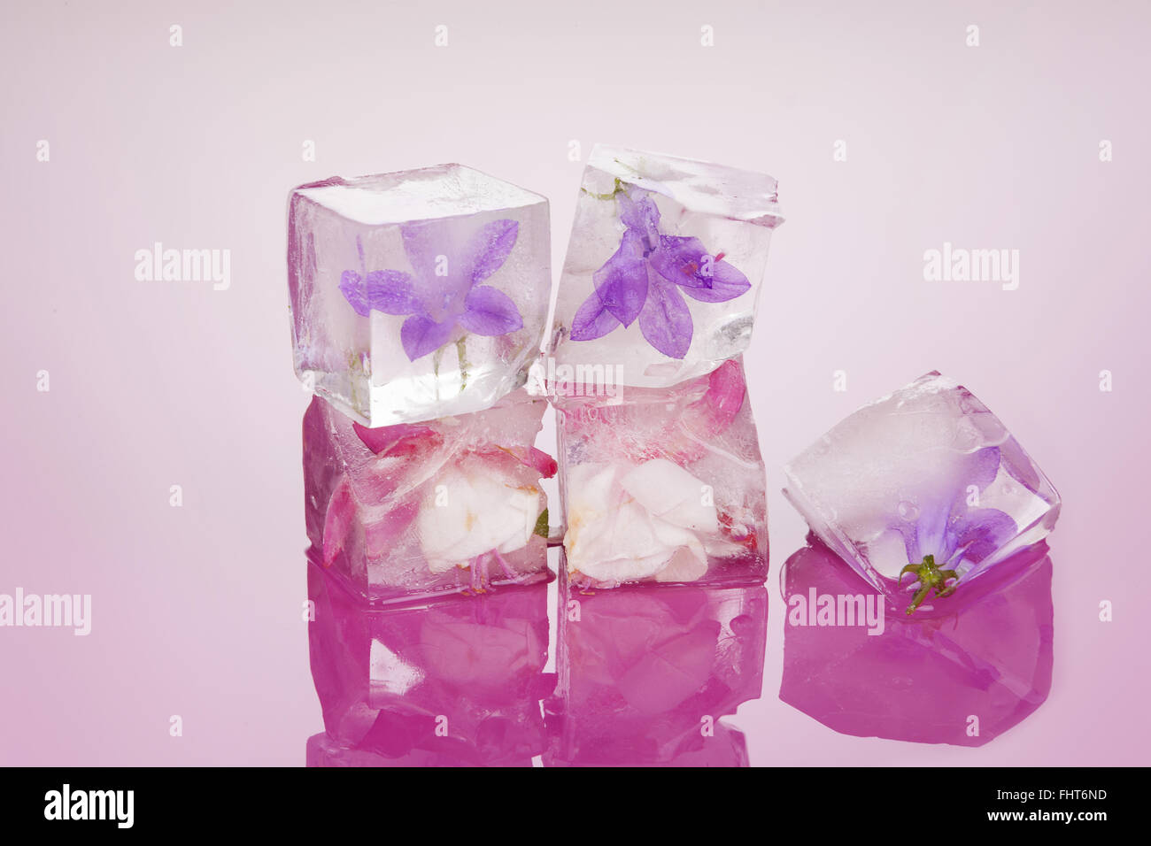 Ice cold beauty Stock Photo - Alamy