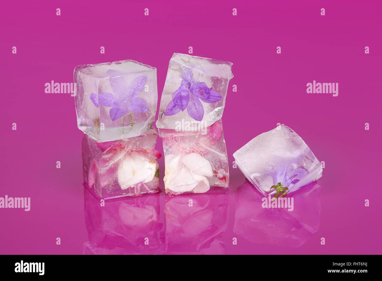 Flowers frozen in ice cubes Stock Photo - Alamy