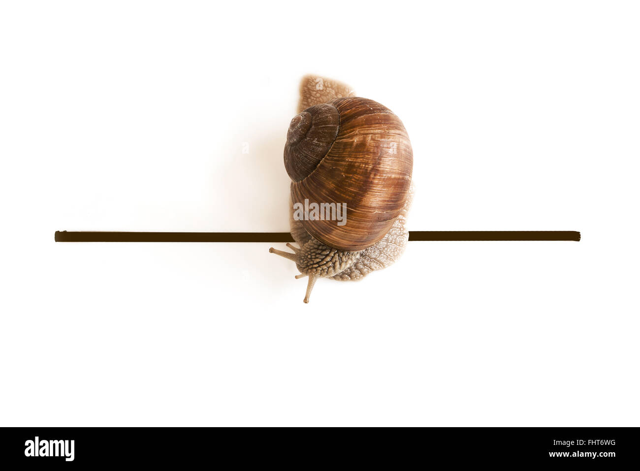 Fast snail Cut Out Stock Images & Pictures - Alamy