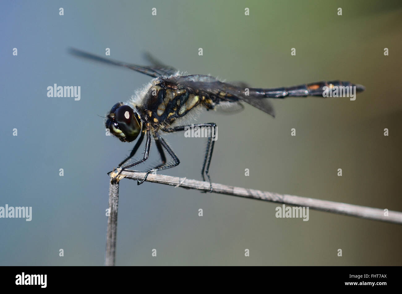A black darter dragonfly at rest on a reed UK Stock Photo - Alamy