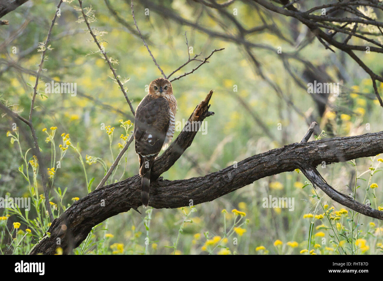 Juvenile Gabar Goshawk (Micronisus gabar) perched in thick woods ...