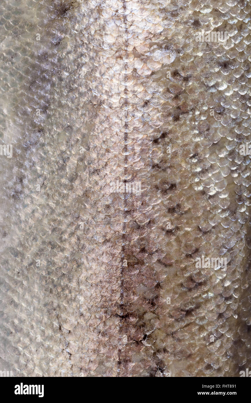 Fish skin texture detail Stock Photo - Alamy