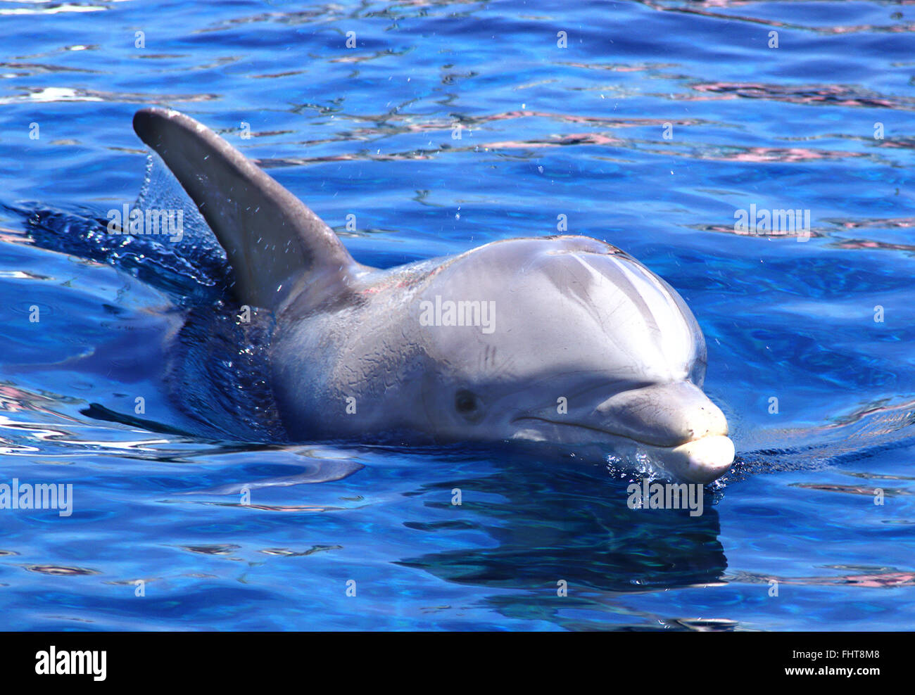 Dolphin head sea hi-res stock photography and images - Alamy