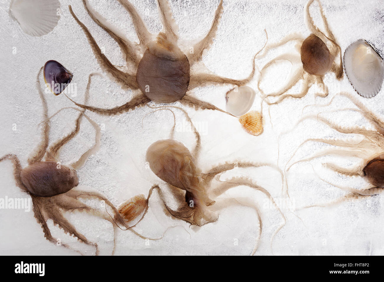 Frozen octopus hi-res stock photography and images - Alamy