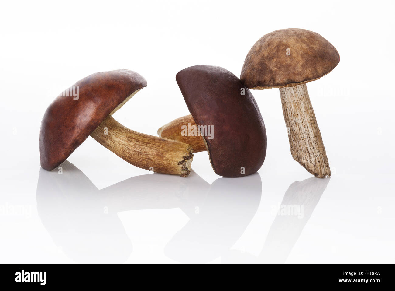 Wild edible bolete mushroom Cut Out Stock Images & Pictures - Alamy
