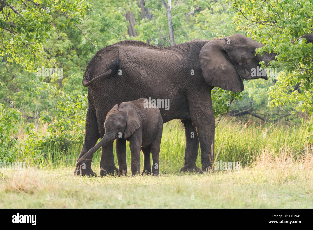 Baby elephant with mom hi-res stock photography and images - Alamy