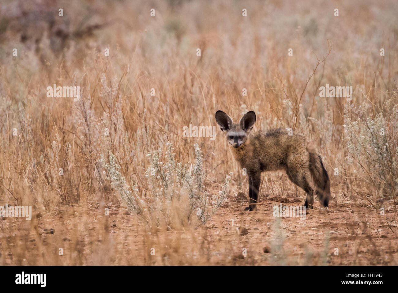Bat-eared fox (Otocyon megalotis) standing in grassland, Namibia Stock ...