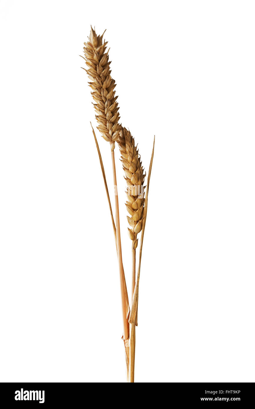 Barley golden hi-res stock photography and images - Alamy