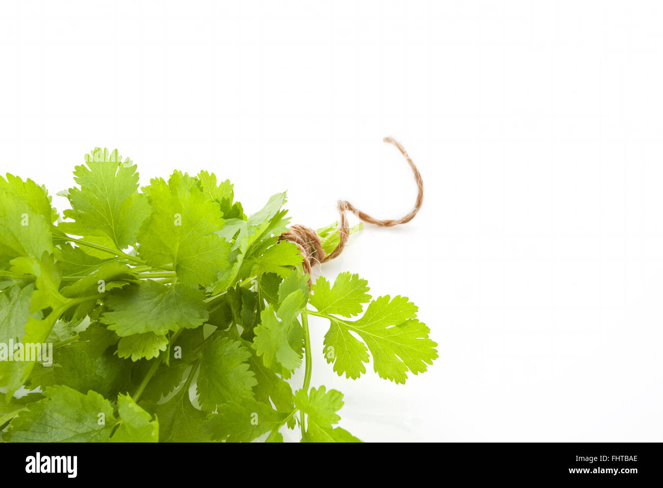 Coriander bundle isolated Stock Photo - Alamy