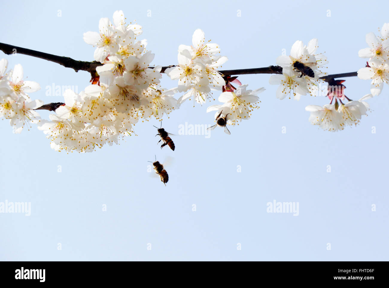 Guang'an, China's Sichuan Province. 26th Feb, 2016. Bees gather honey ...
