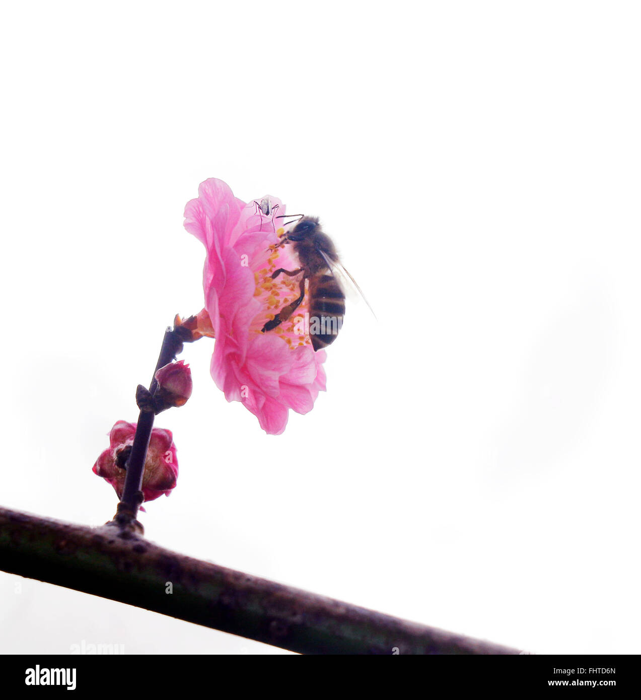 Guang'an, China's Sichuan Province. 26th Feb, 2016. A bee gathers honey ...