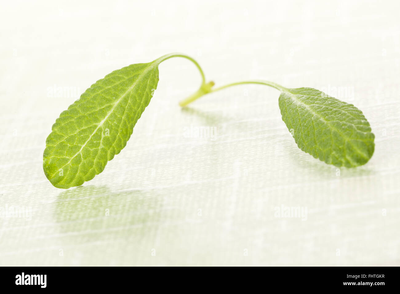 Sage salvia sp hi-res stock photography and images - Alamy