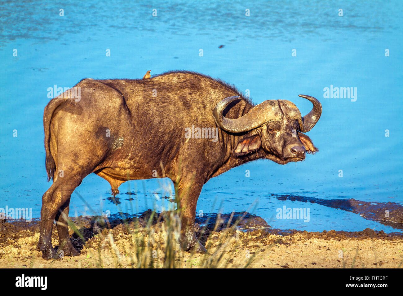 African wild buffalo Specie Syncerus caffer family of bovidae,Kruger ...