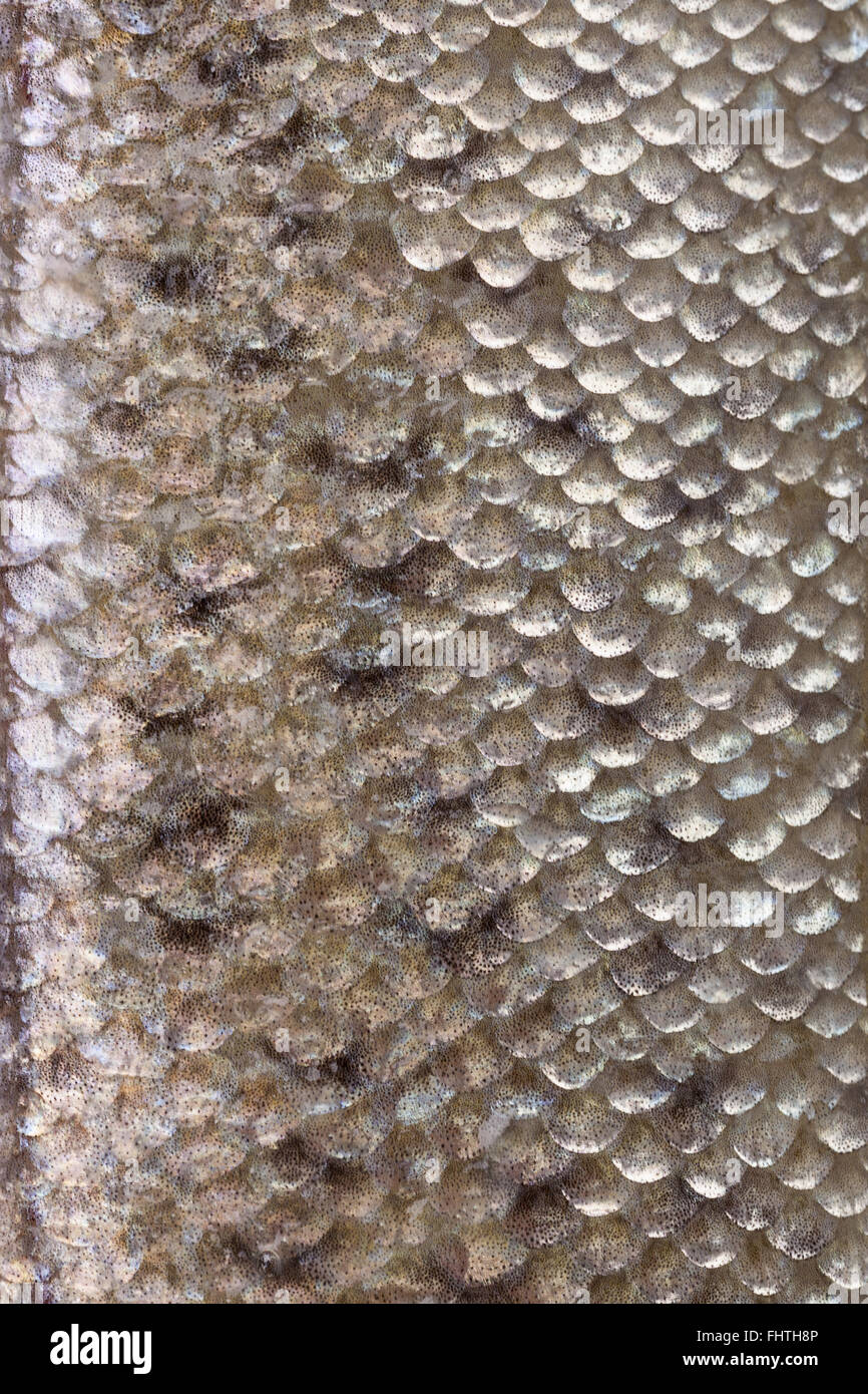 Fish skin texture close up Stock Photo - Alamy