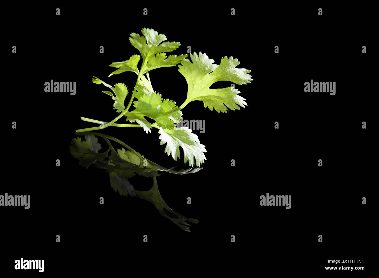 Cilantro isolated on black Stock Photo - Alamy