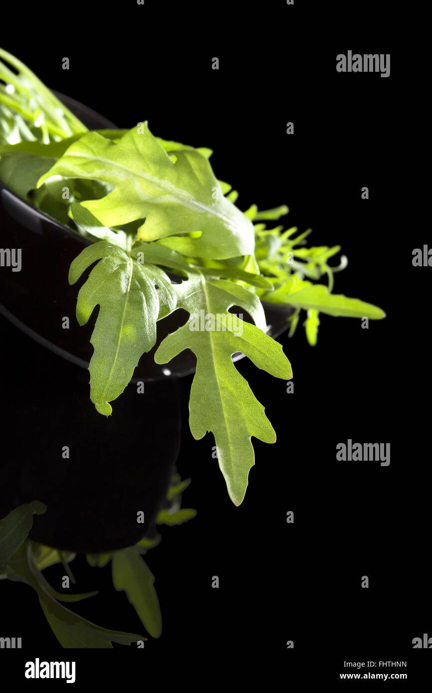 Arugula background hi-res stock photography and images - Alamy
