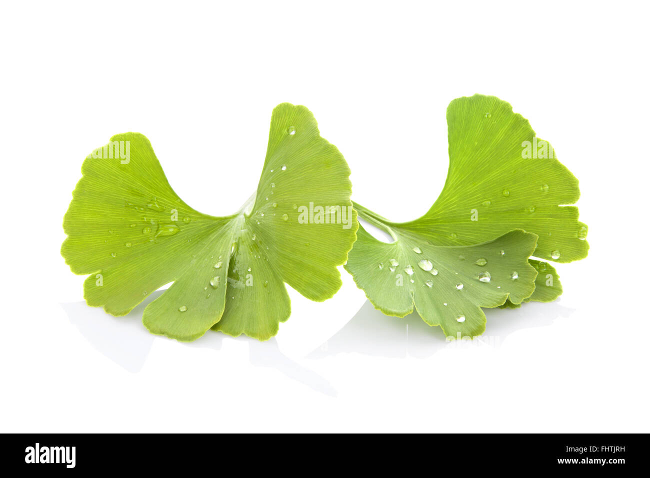 Ginko biloba supplement Cut Out Stock Images & Pictures - Alamy