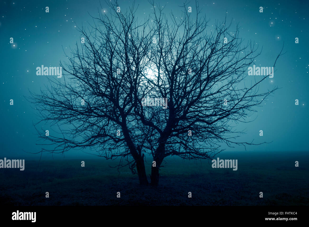 Mysterious tree in a middle of a field under the starry night sky Stock ...