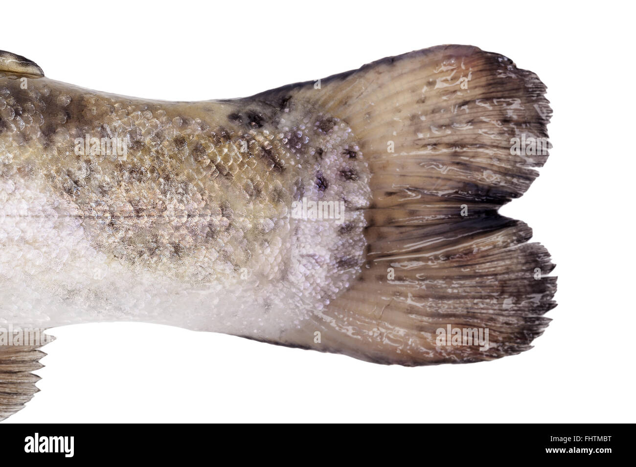 Fish tail isolated on white Stock Photo - Alamy