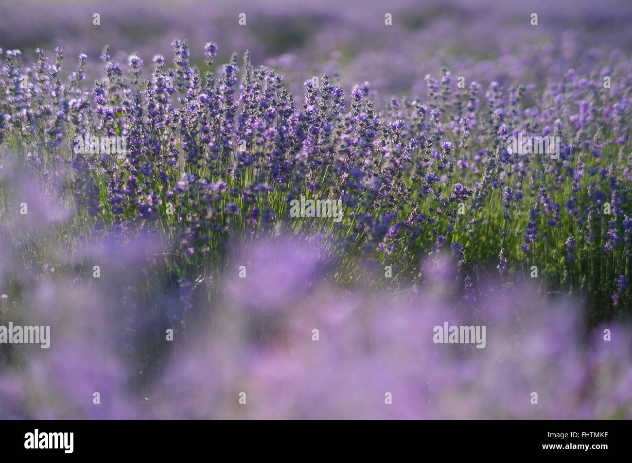 Beautiful close up shot bushes hi-res stock photography and images - Alamy