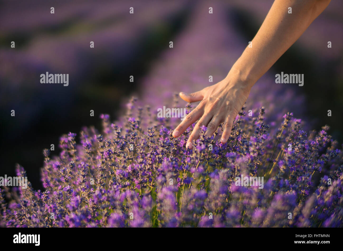 Female hand gently touching the tops of lavender bushes in bloom in a ...