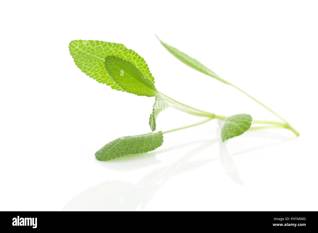 Sage leaves isolated on white Stock Photo - Alamy