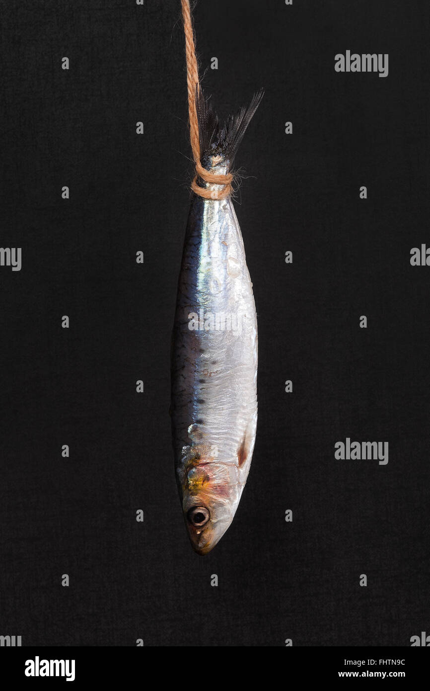 Hanging fresh fish hi-res stock photography and images - Alamy