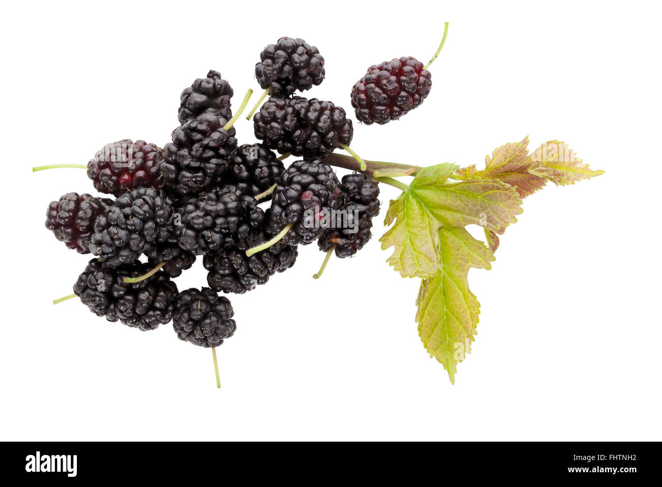 Mulberry top view Cut Out Stock Images & Pictures - Alamy