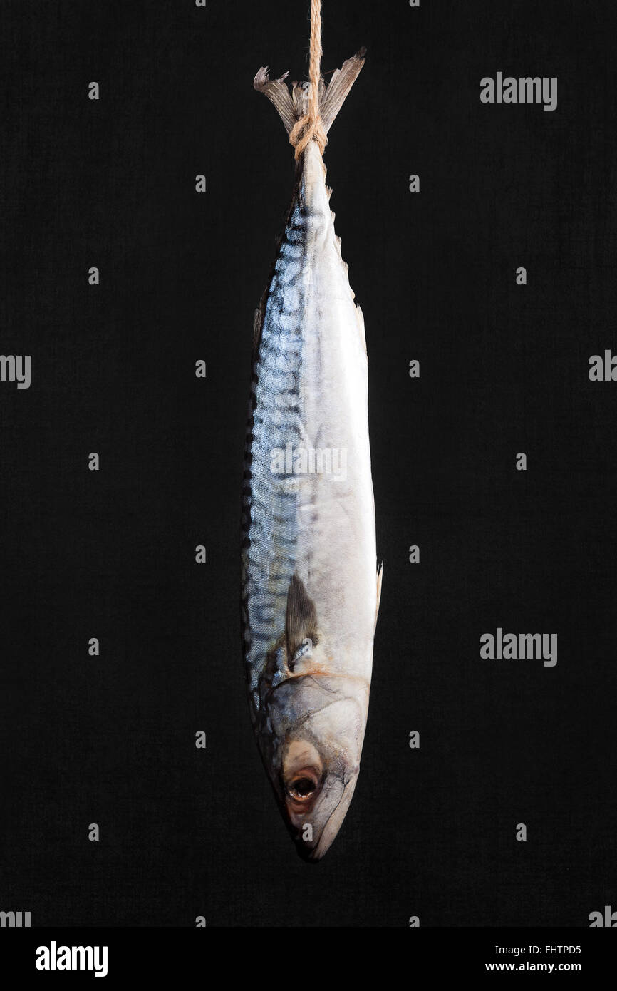 Mackarel hi-res stock photography and images - Alamy