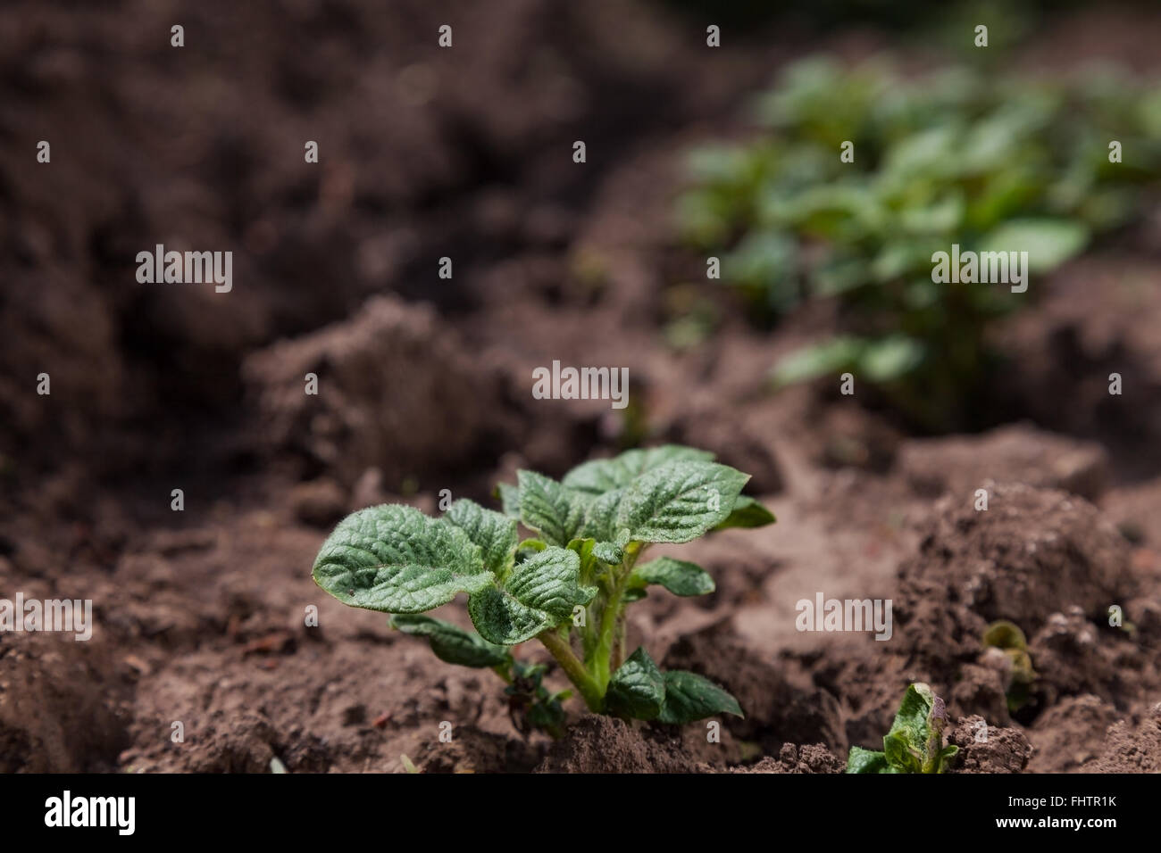 Soil cover hi-res stock photography and images - Alamy