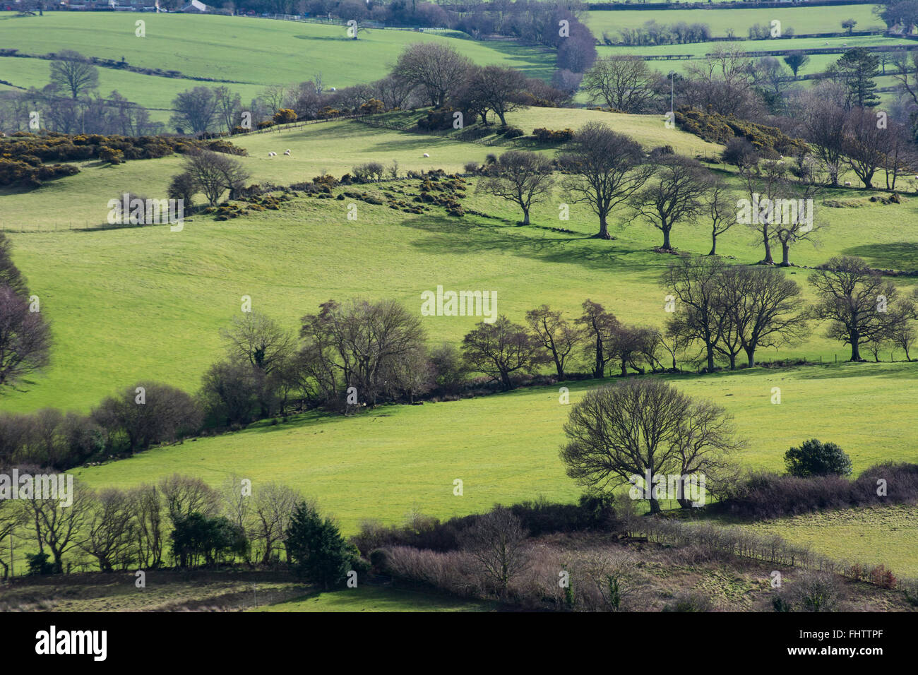 Green landscape in the Conwy Valley with trees and hedges between ...